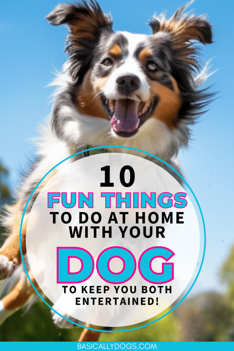 10 Fun Things to Do at Home With Your Dog to Stay Entertained