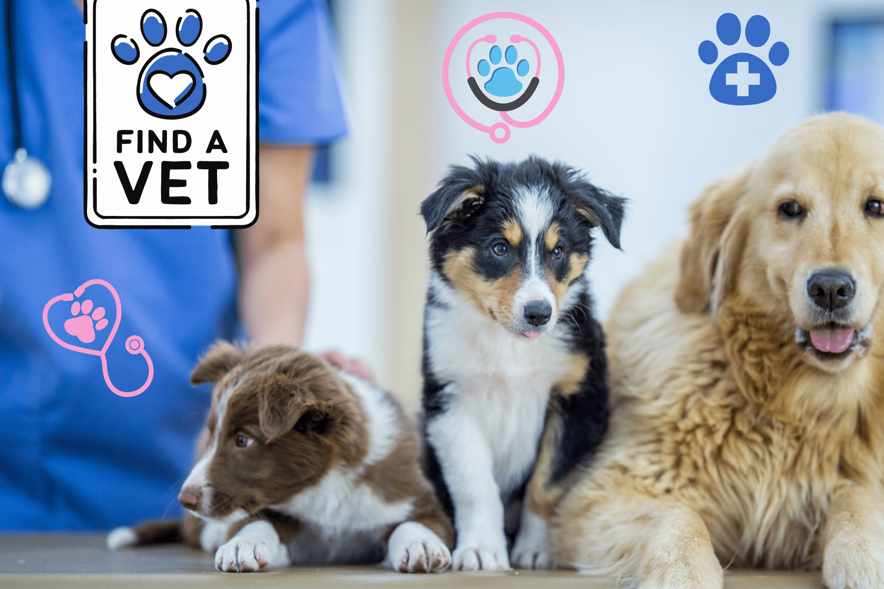 Top Essential and Must Haves for New Puppy Parents in 2024