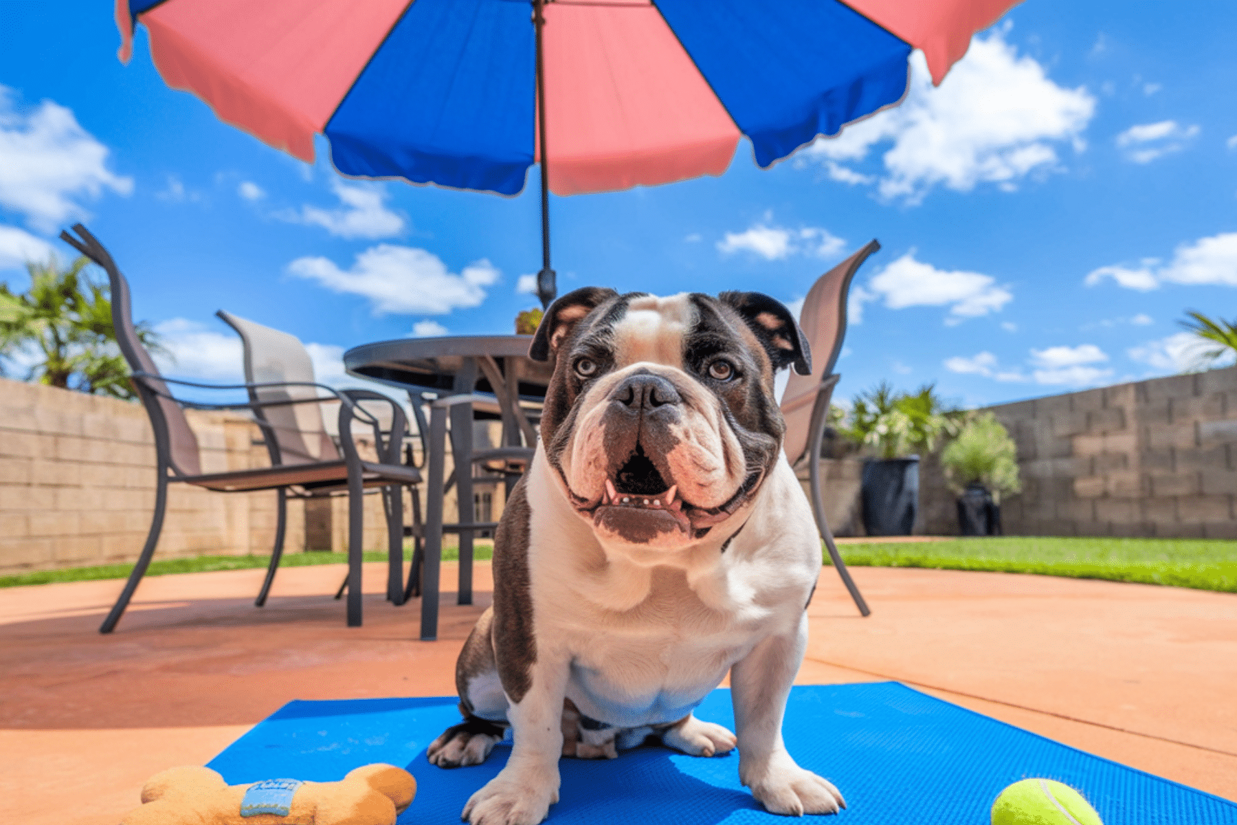 Best Dog Essentials for Summertime on a Patio with Your Pup