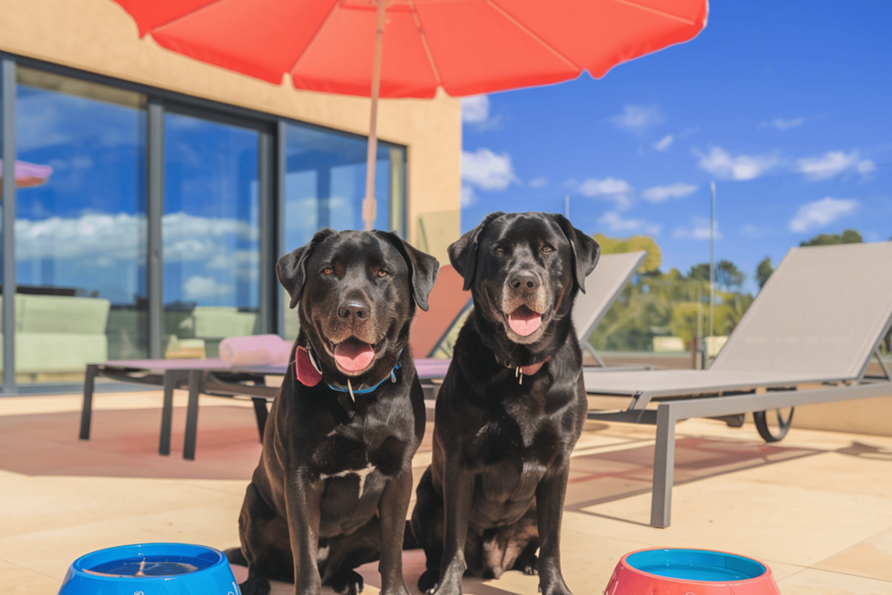 Best Dog Essentials for Summertime on a Patio with Your Pup