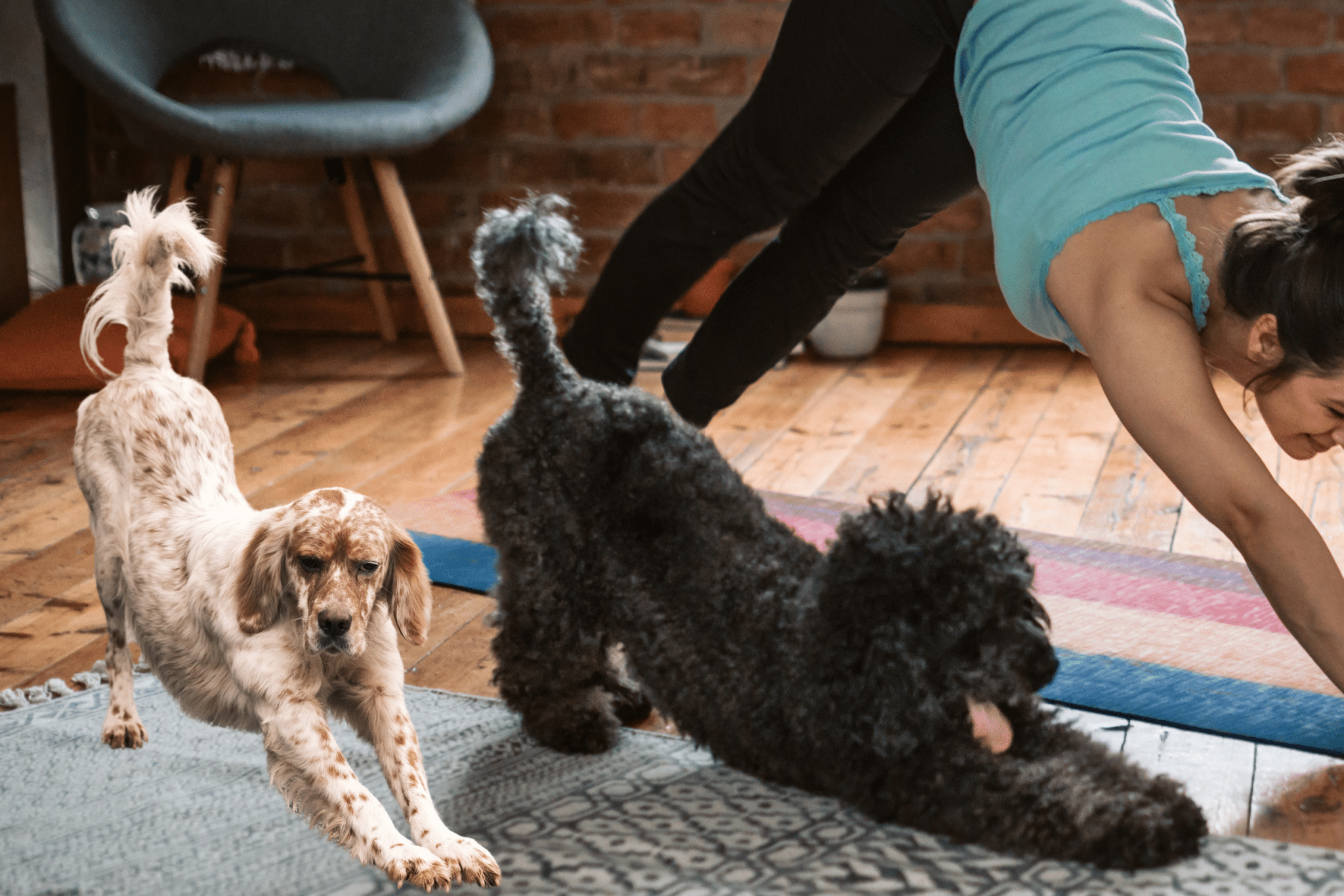 Top Ideas for the Best Exercise Workouts with Your Dog
