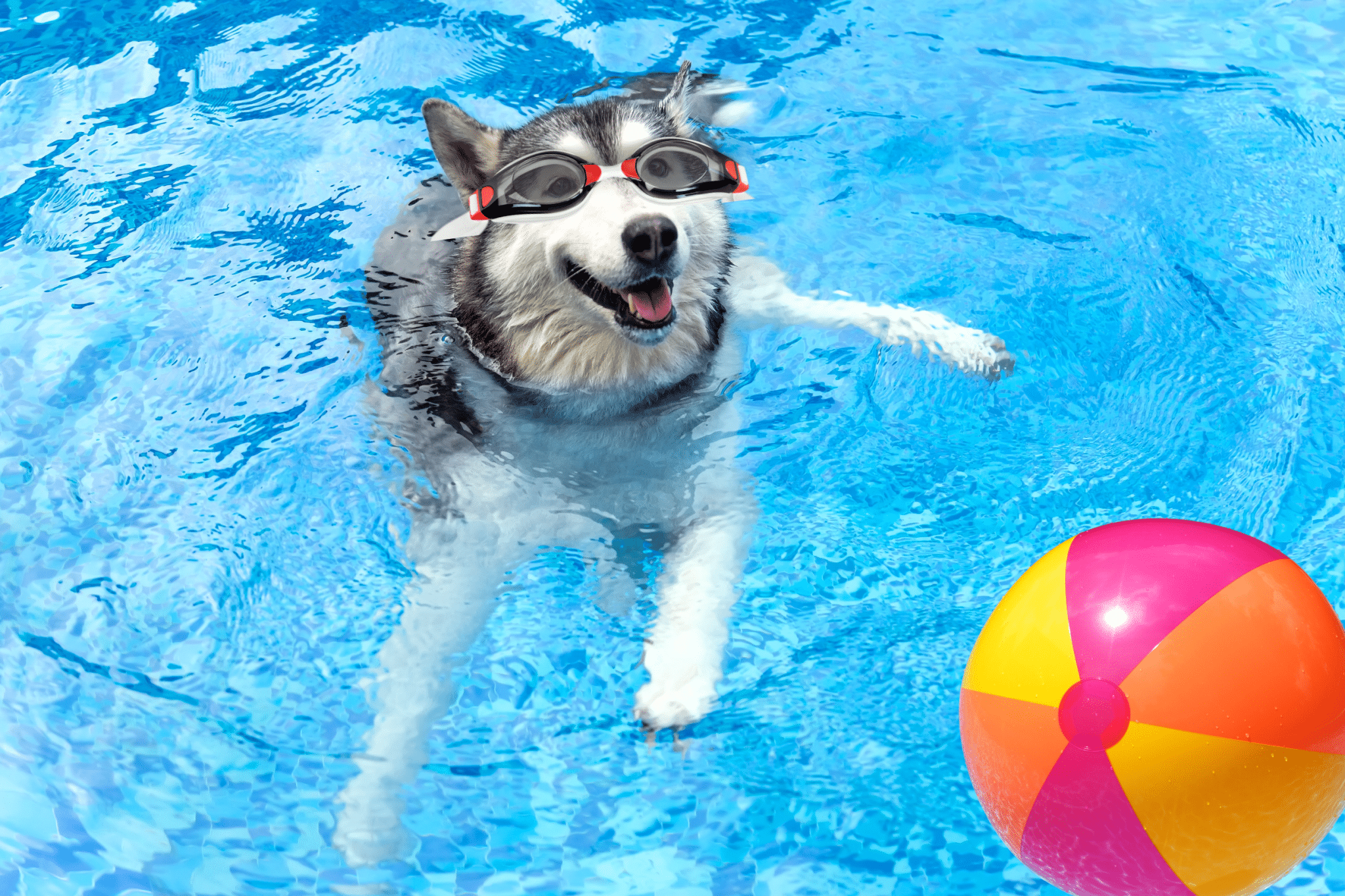 104 Popular Florida Dog Names for a New Puppy - Basically Dogs