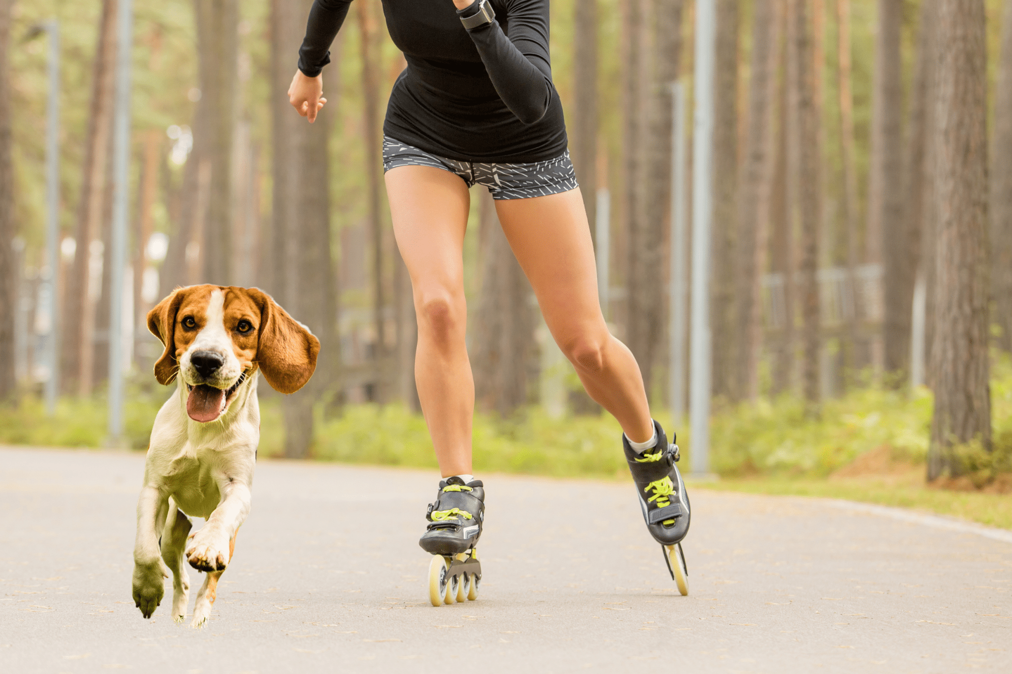 Top Ideas for the Best Exercise Workouts with Your Dog