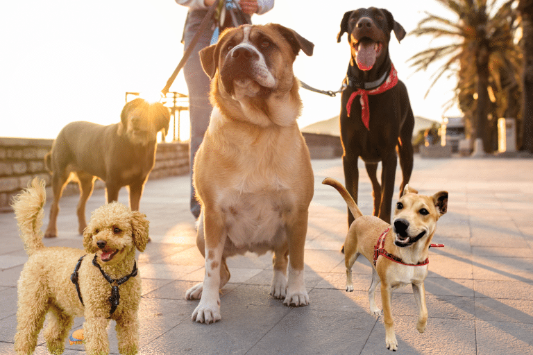 210+ Nature Dog Names: Unique Ideas For Your New Pup - Basically Dogs