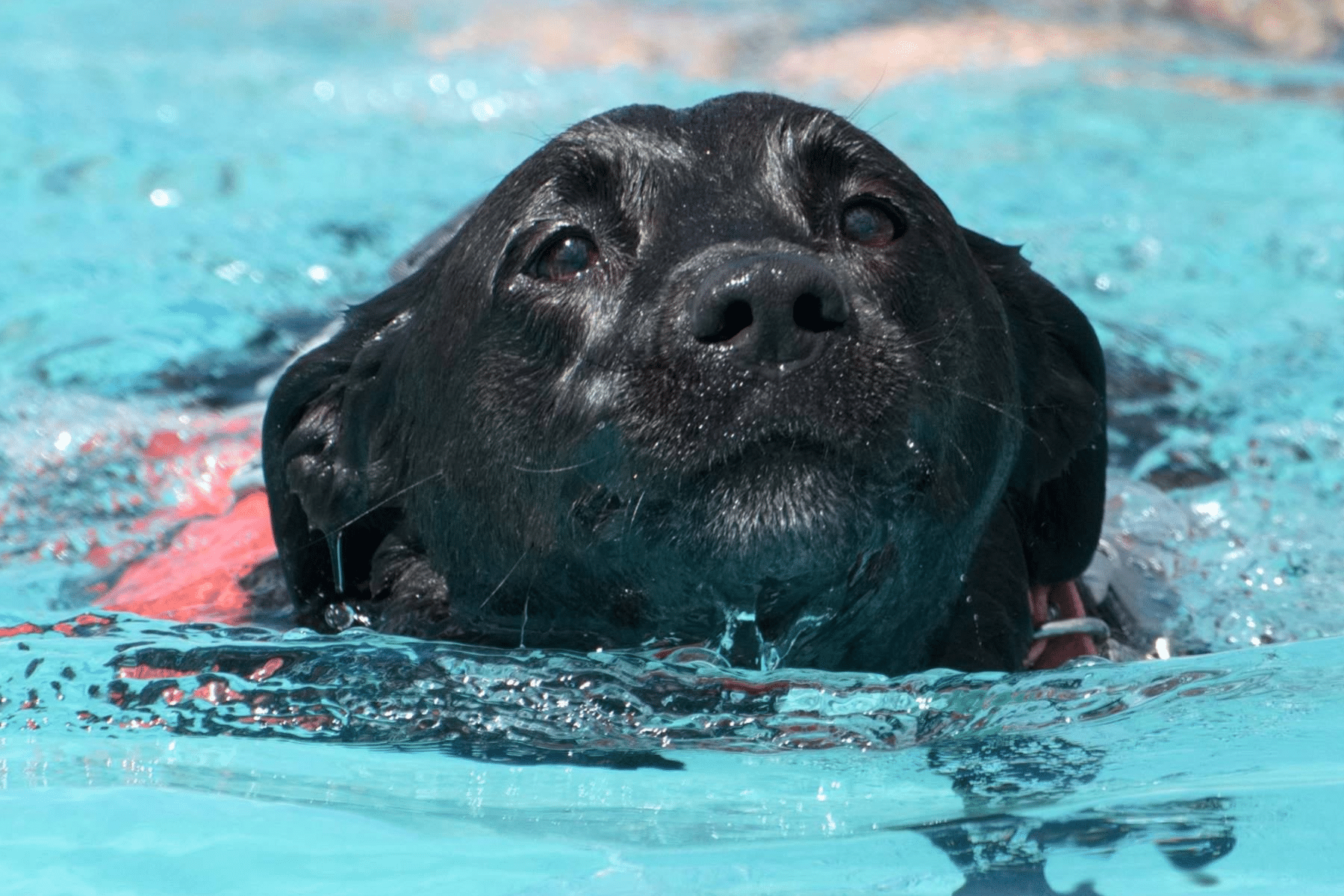 Top Ideas for the Best Exercise Workouts with Your Dog