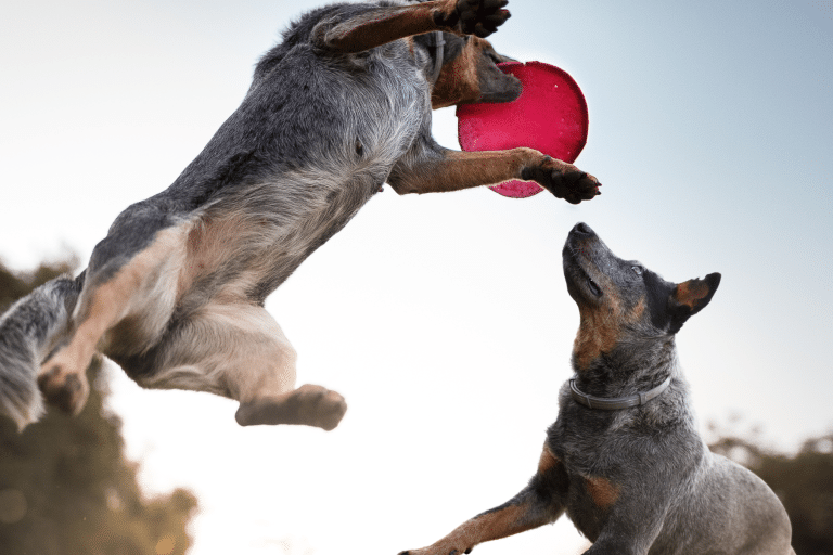 Best Dog Breeds for Playing Frisbee and Flying Disc - Basically Dogs