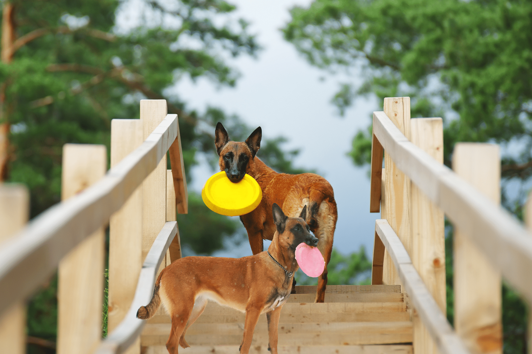 Best Dog Breeds for Playing Frisbee and Flying Disc - Basically Dogs