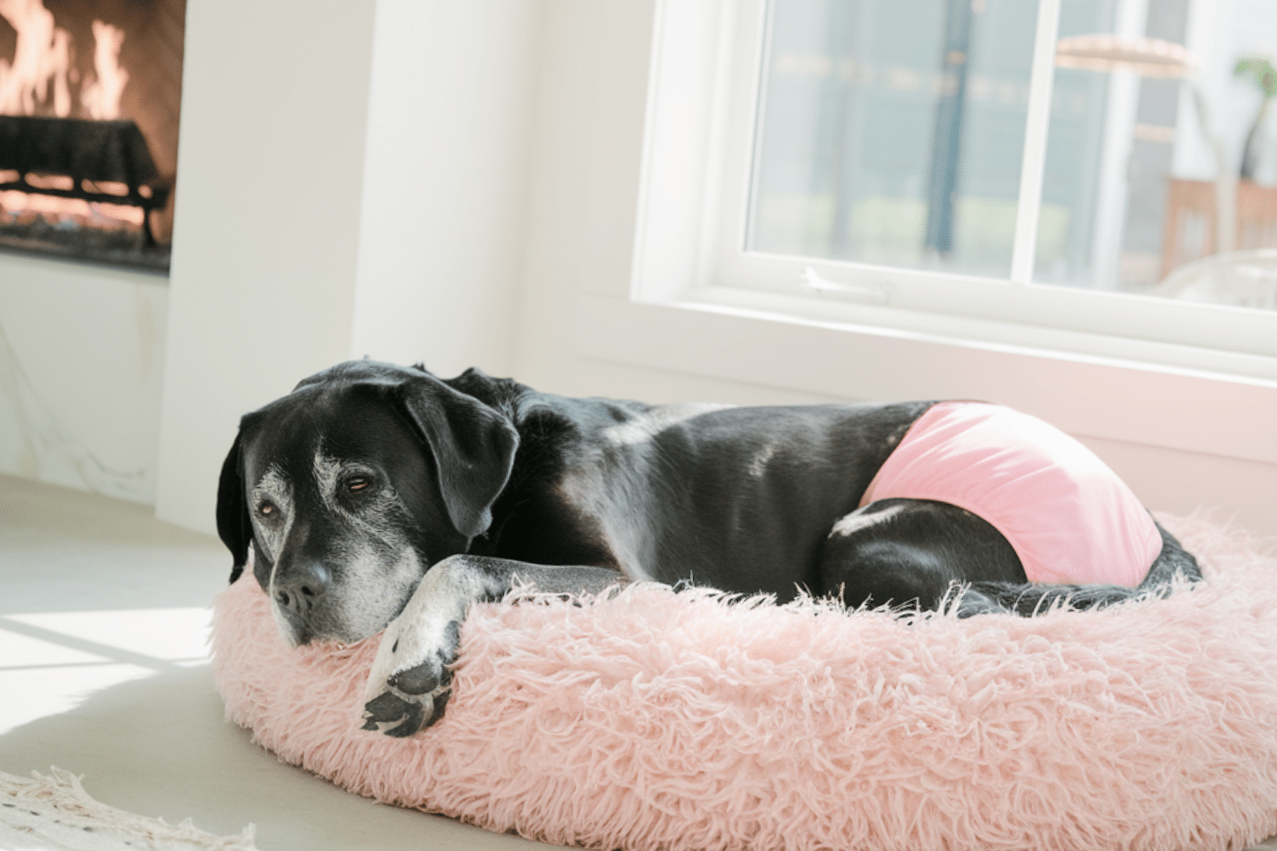 Do DIY Female Dog Diapers Really Work? Here’s What Pet Owners Need to ...