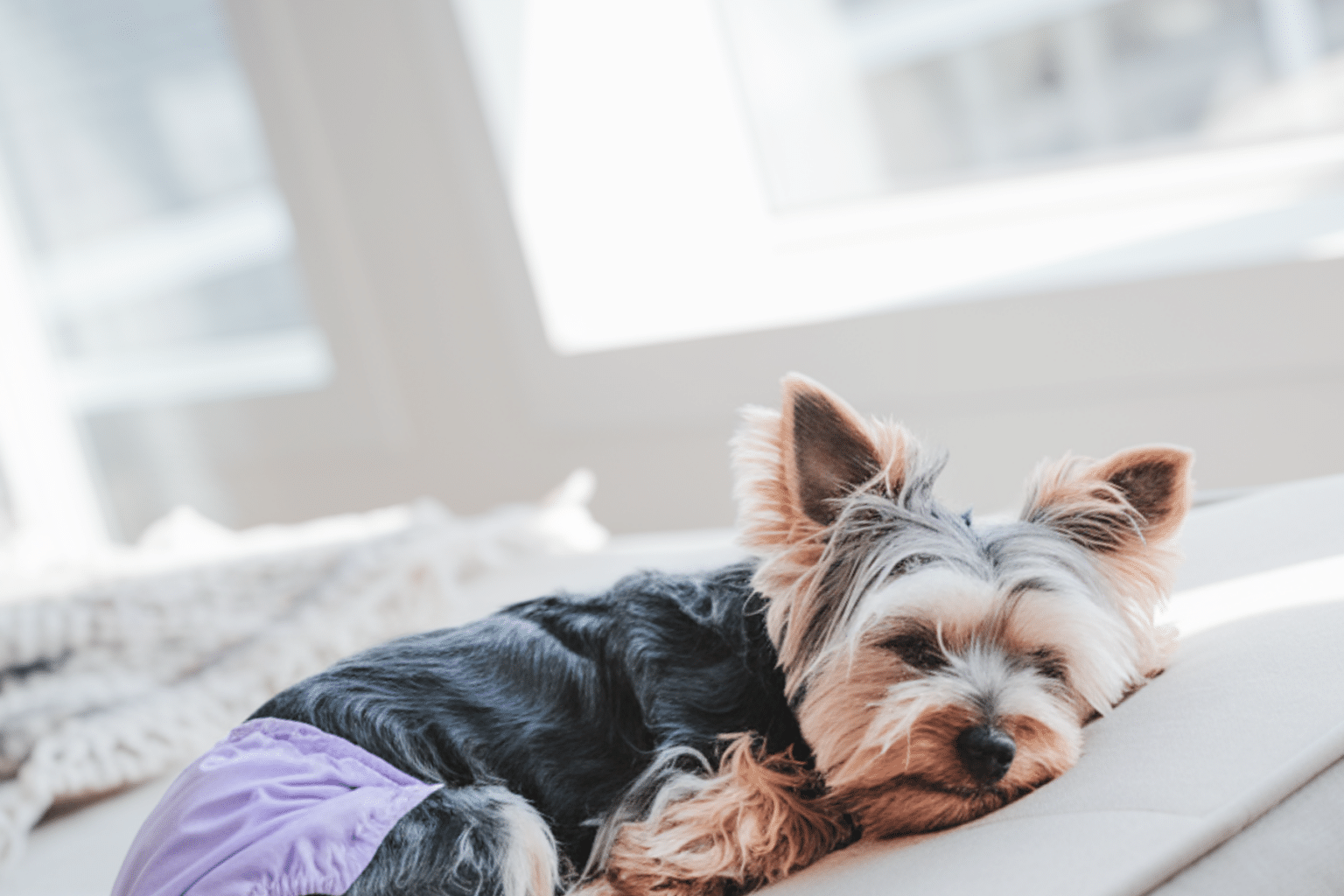 Do DIY Female Dog Diapers Really Work? Here’s What Pet Owners Need to ...