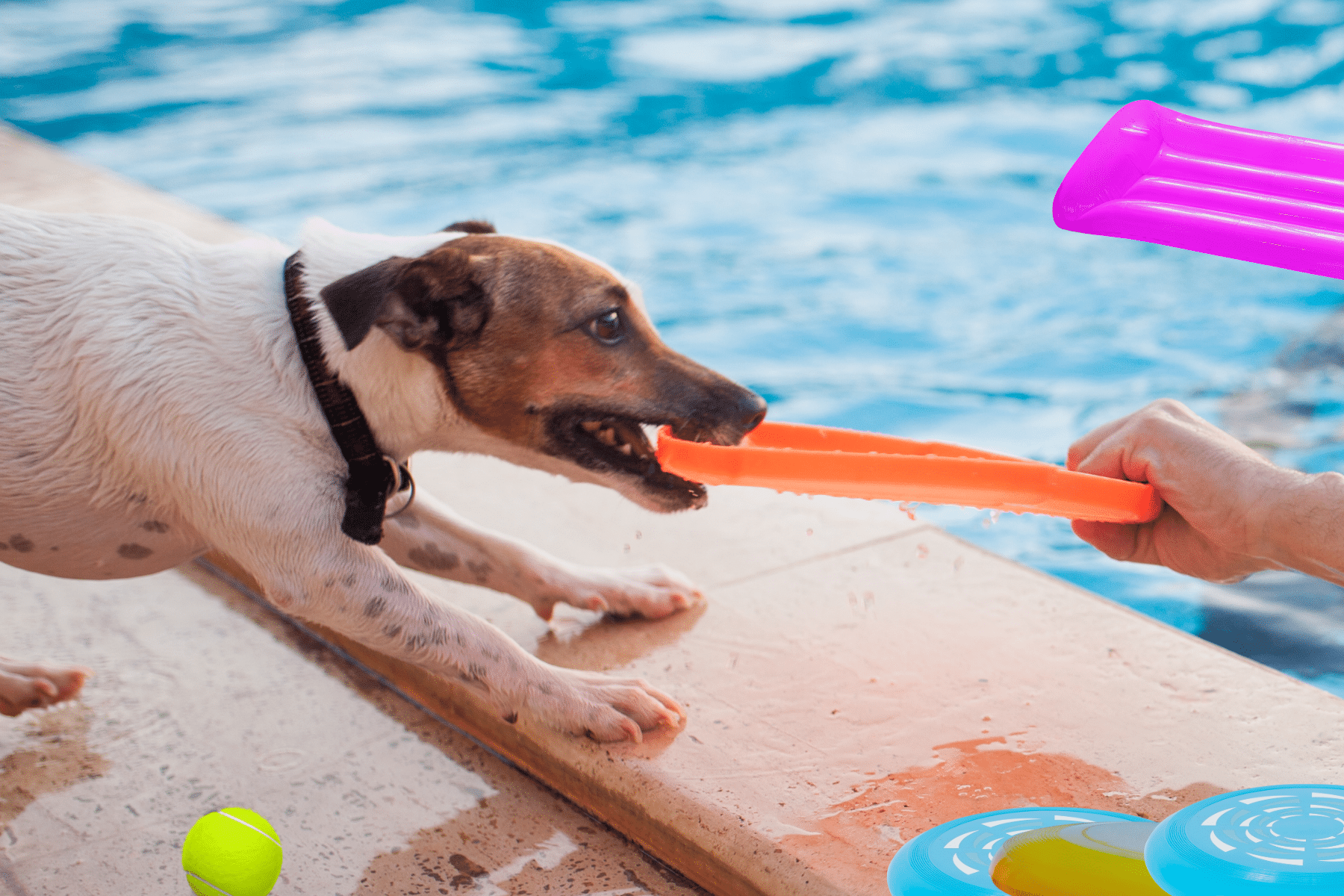 Best Dog Breeds for Playing Frisbee and Flying Disc - Basically Dogs