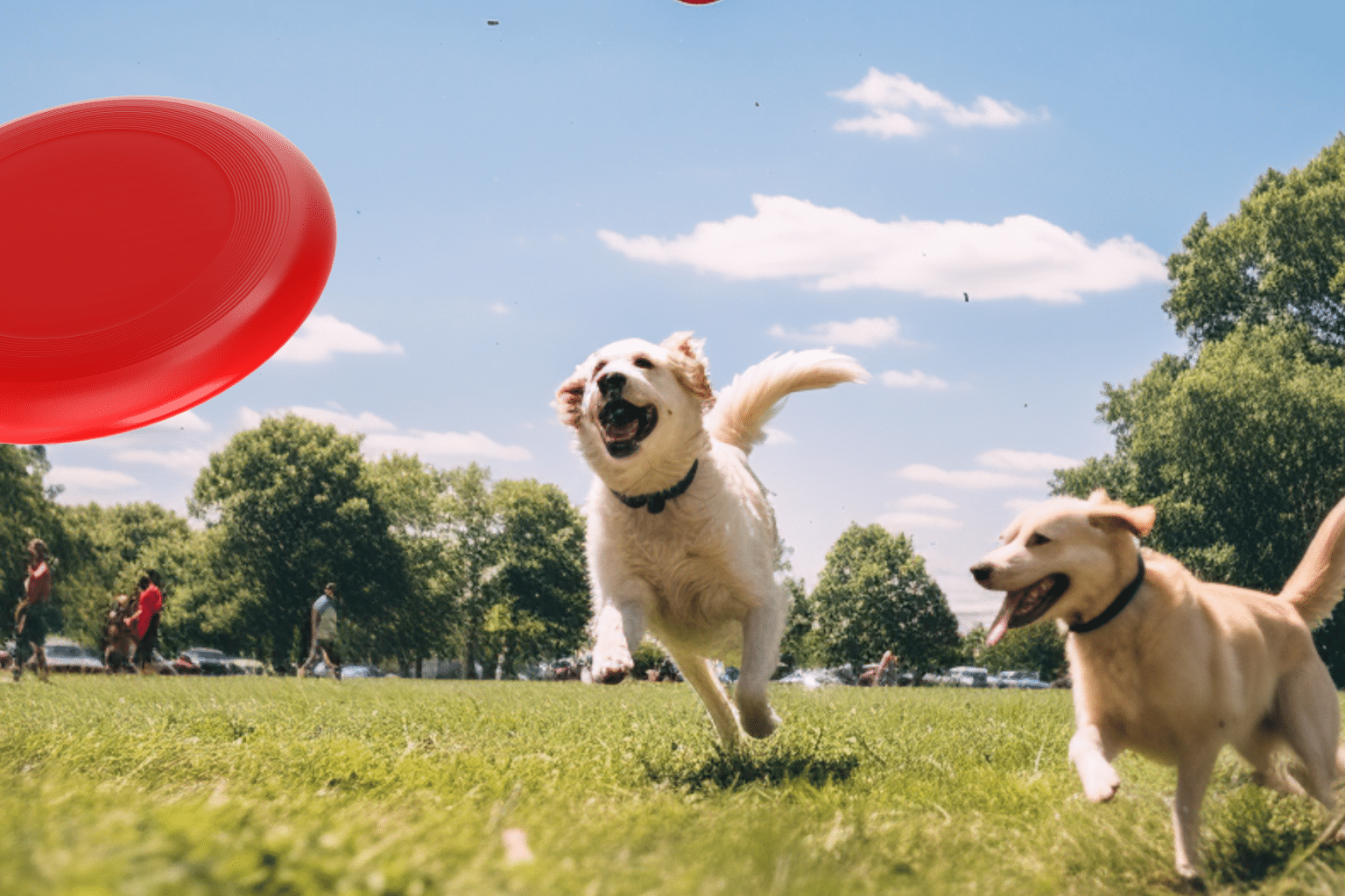 Best Dog Breeds for Playing Frisbee and Flying Disc - Basically Dogs