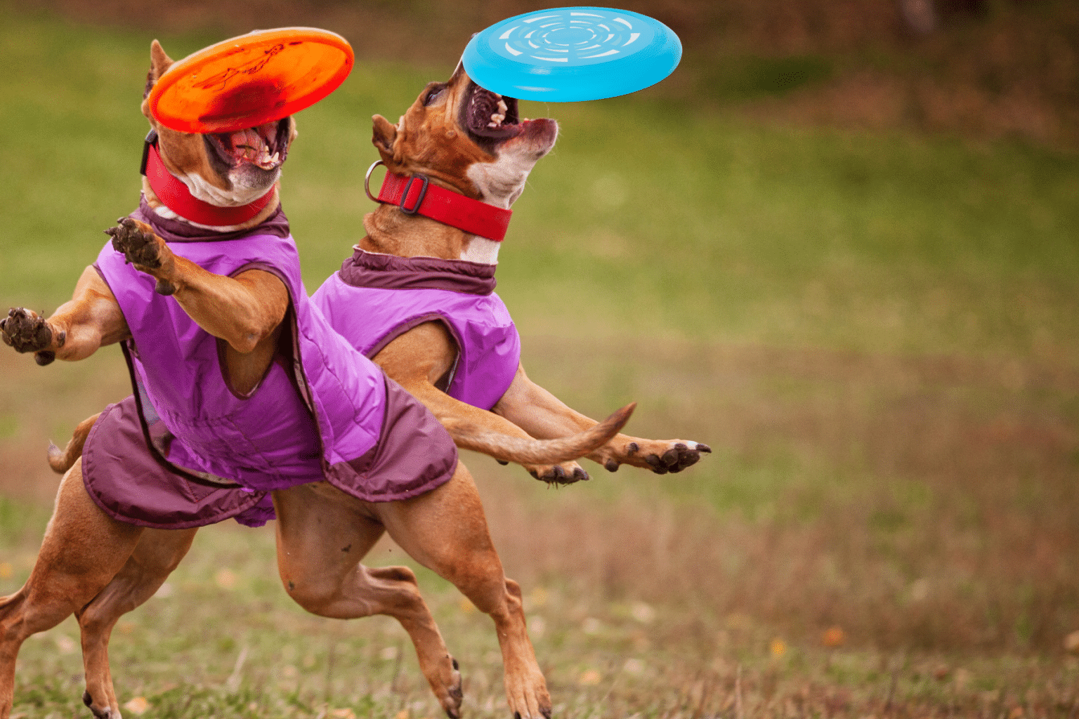 Best Dog Breeds for Playing Frisbee and Flying Disc - Basically Dogs