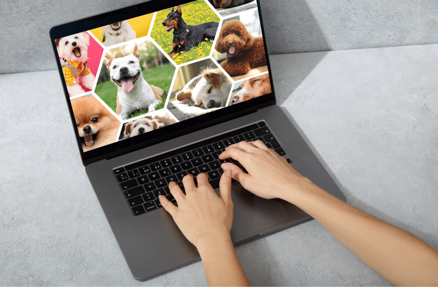 Free Dog Facebook Cover Photo for Pet Lovers - Basically Dogs