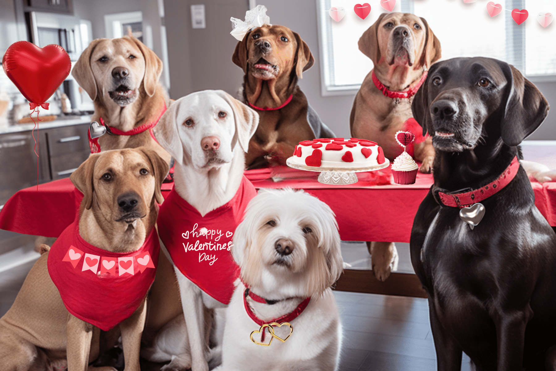 Adorable Dog Valentine's Day Outfits and Accessories You'll Love ...