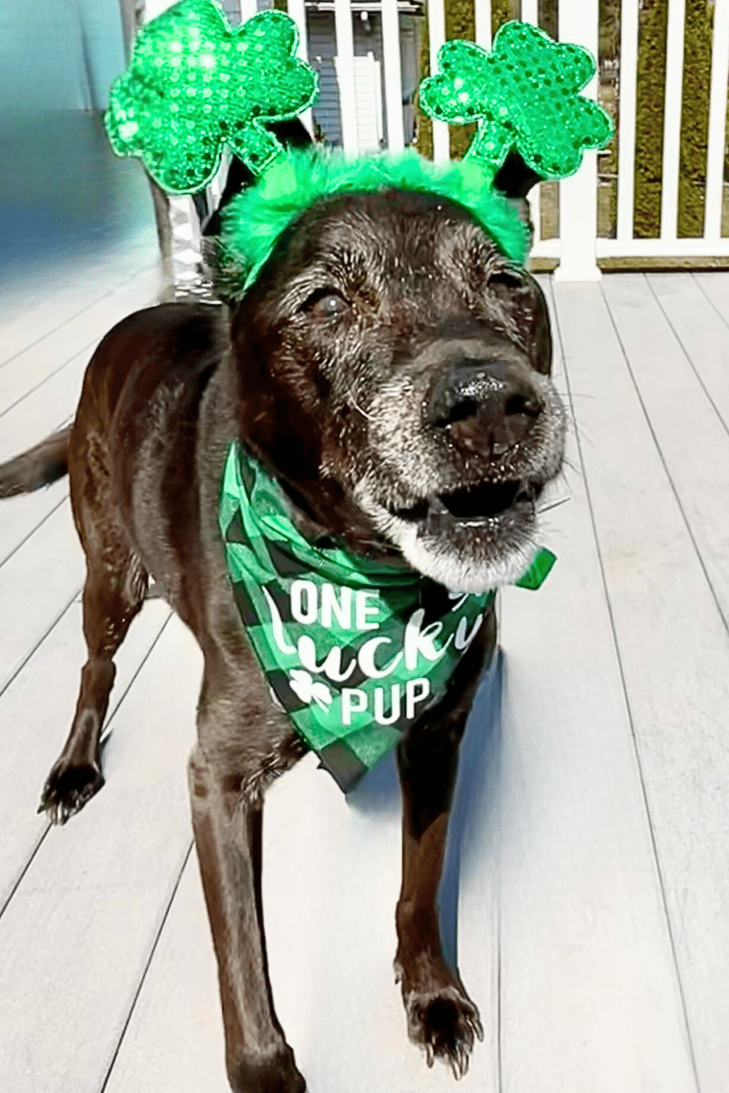 Cute Dog St. Patrick's Day Outfits and Accessories - Basically Dogs