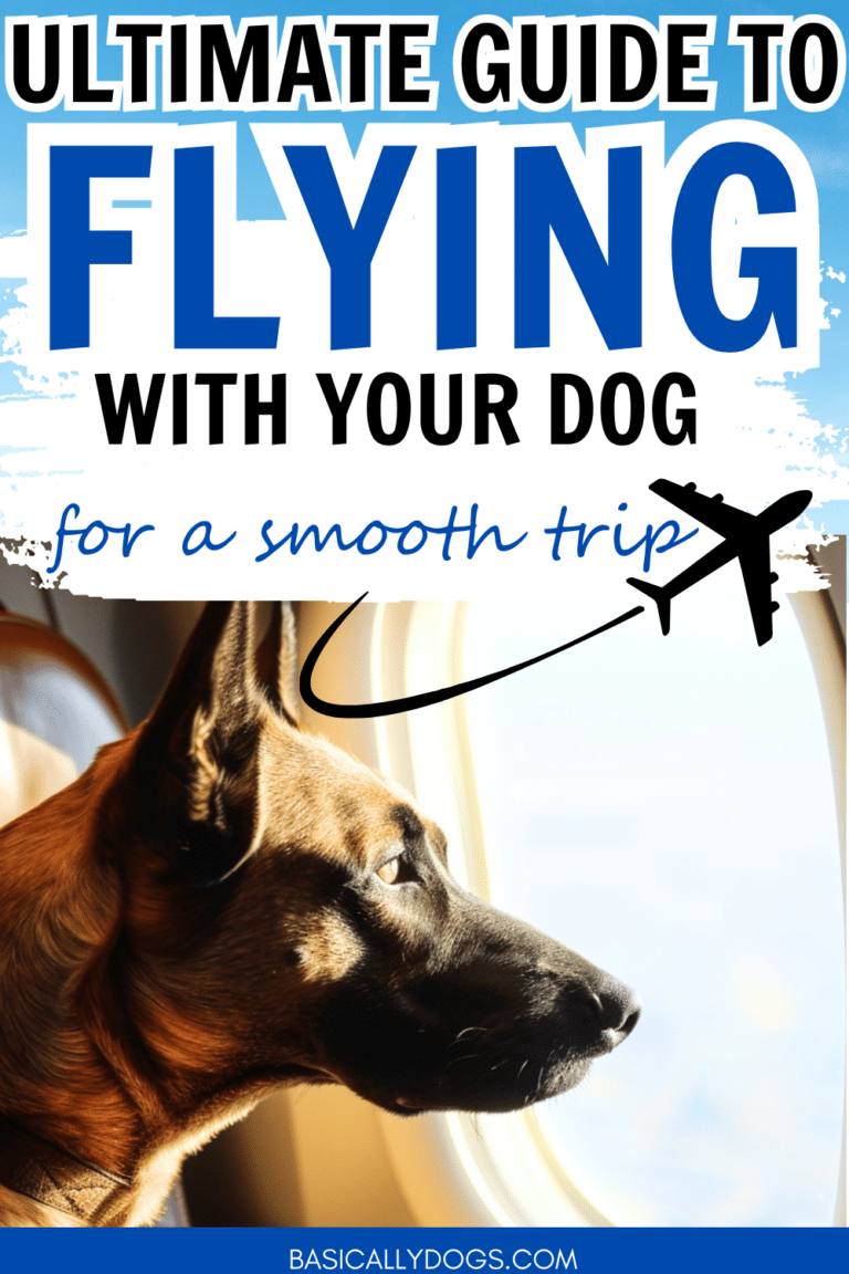 Ultimate Guide to Flying with Your Dog for a Smooth Trip - Basically Dogs