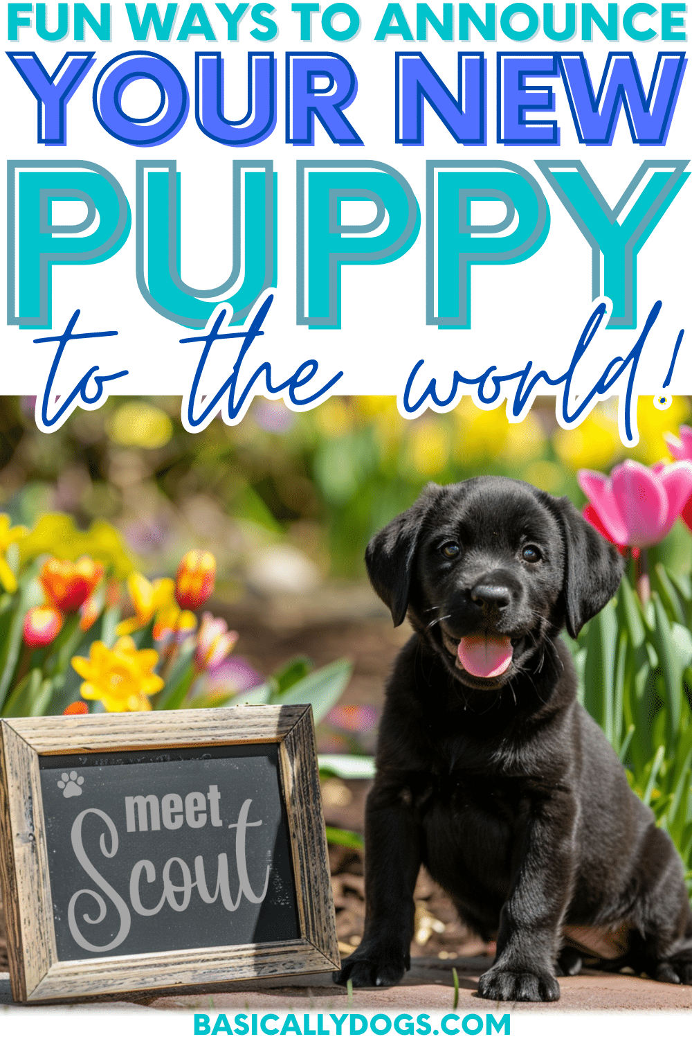 Fun Getting A New Puppy Announcement Ideas For Your New Dog Basically