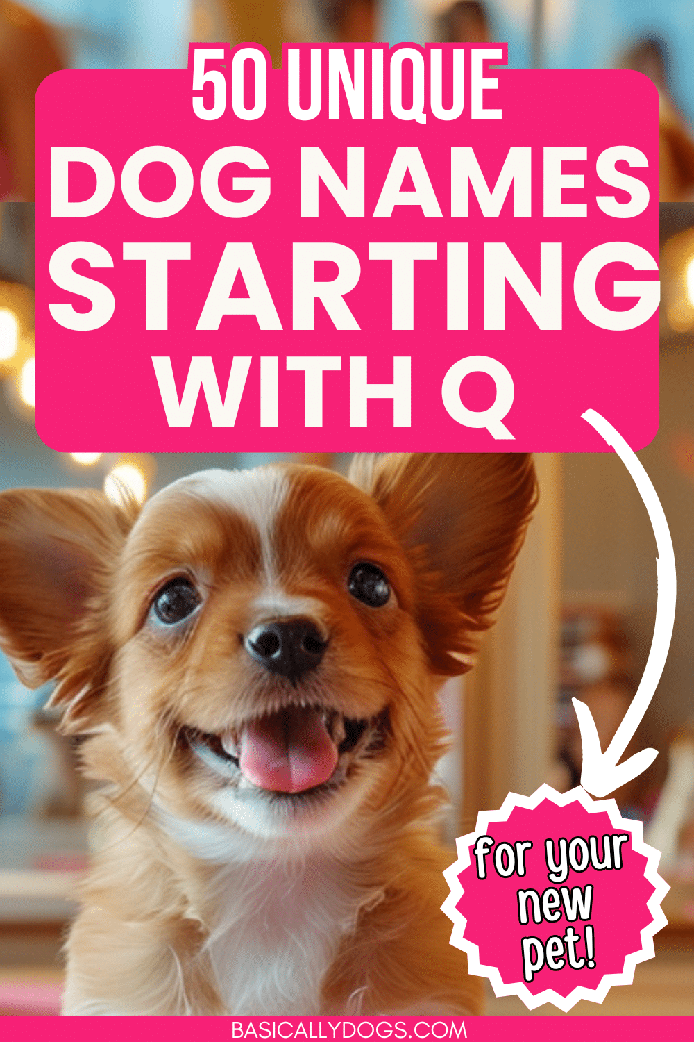 50 Unique Dog Names Starting with Q for Your New Pet - Basically Dogs