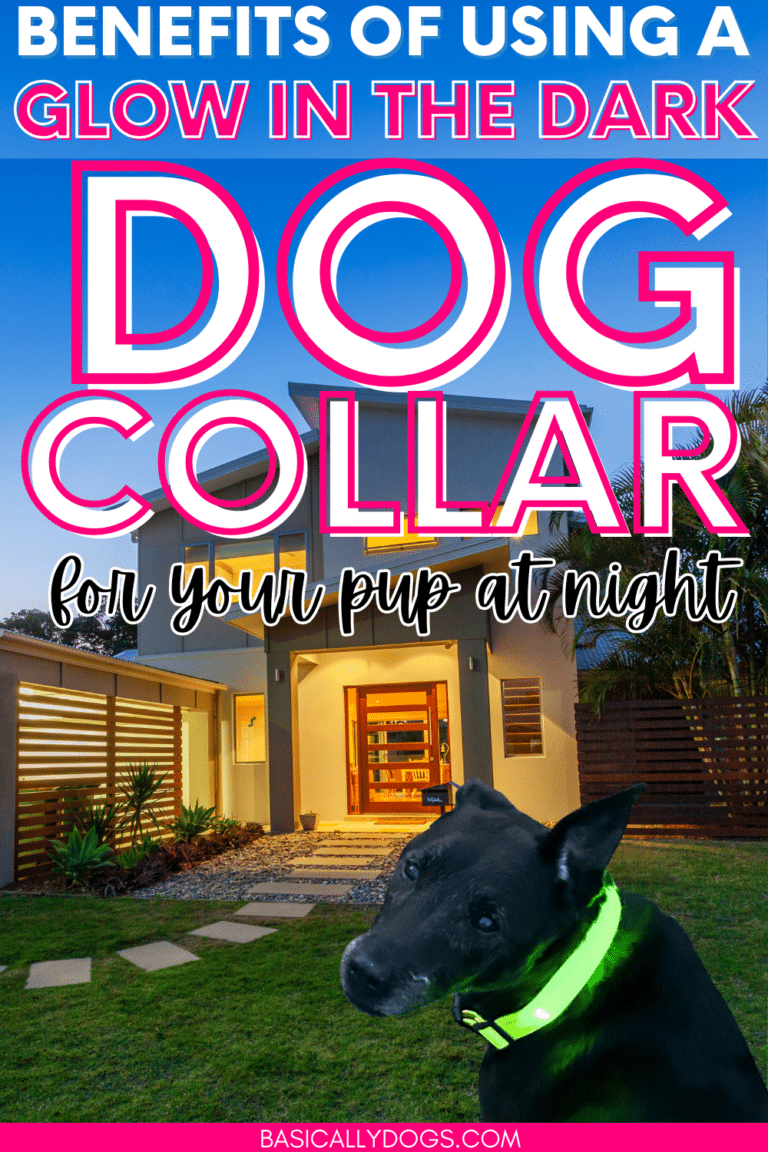 Benefits of Using a Rechargeable Glow in the Dark Dog Collar ...