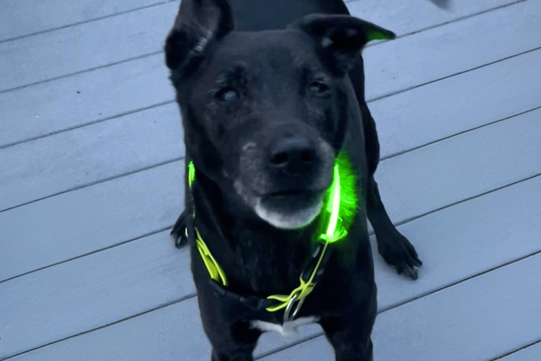 Benefits of Using a Rechargeable Glow in the Dark Dog Collar ...