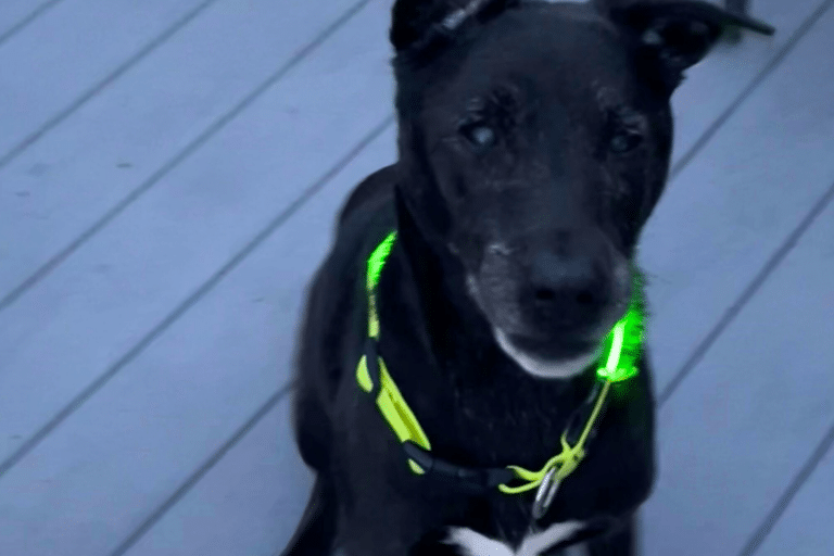 Benefits of Using a Rechargeable Glow in the Dark Dog Collar ...