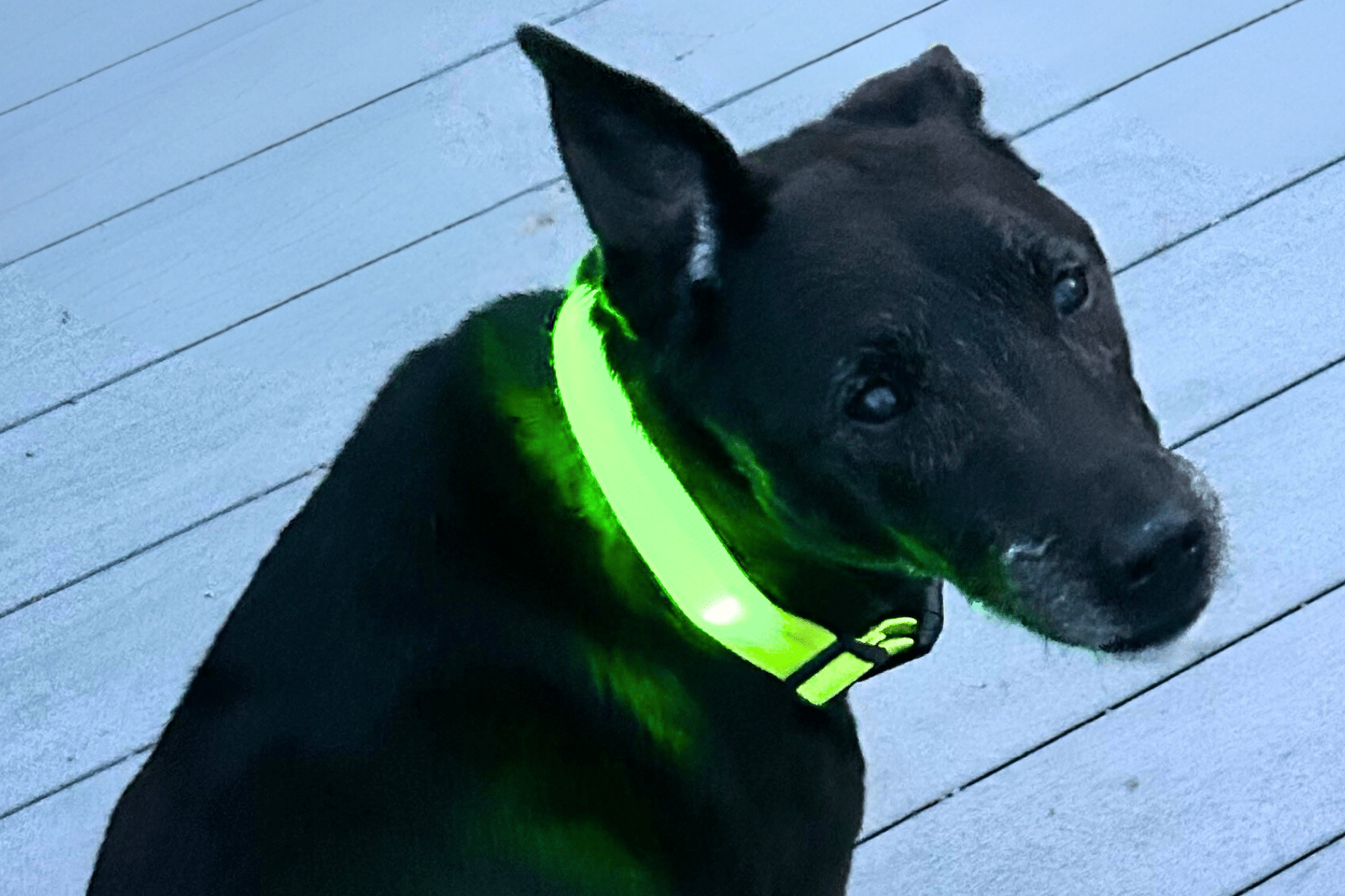 Benefits of Using a Rechargeable Glow in the Dark Dog Collar ...