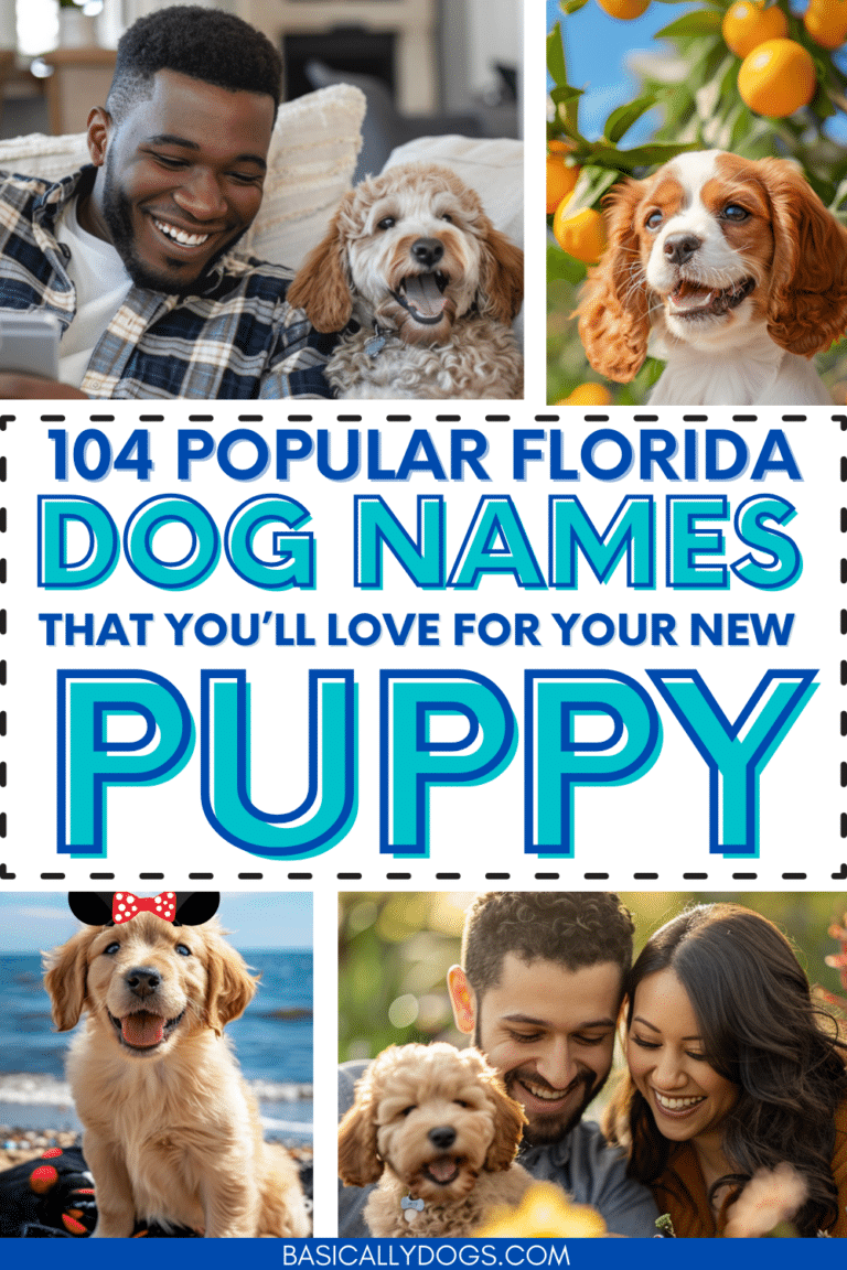 104 Popular Florida Dog Names for a New Puppy - Basically Dogs