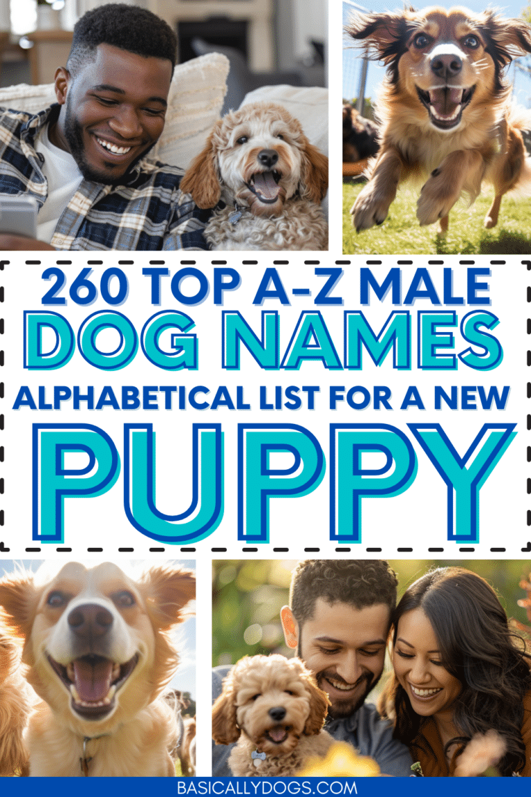 260 Top A-Z Male Dog Names Alphabetical List for a New Puppy ...