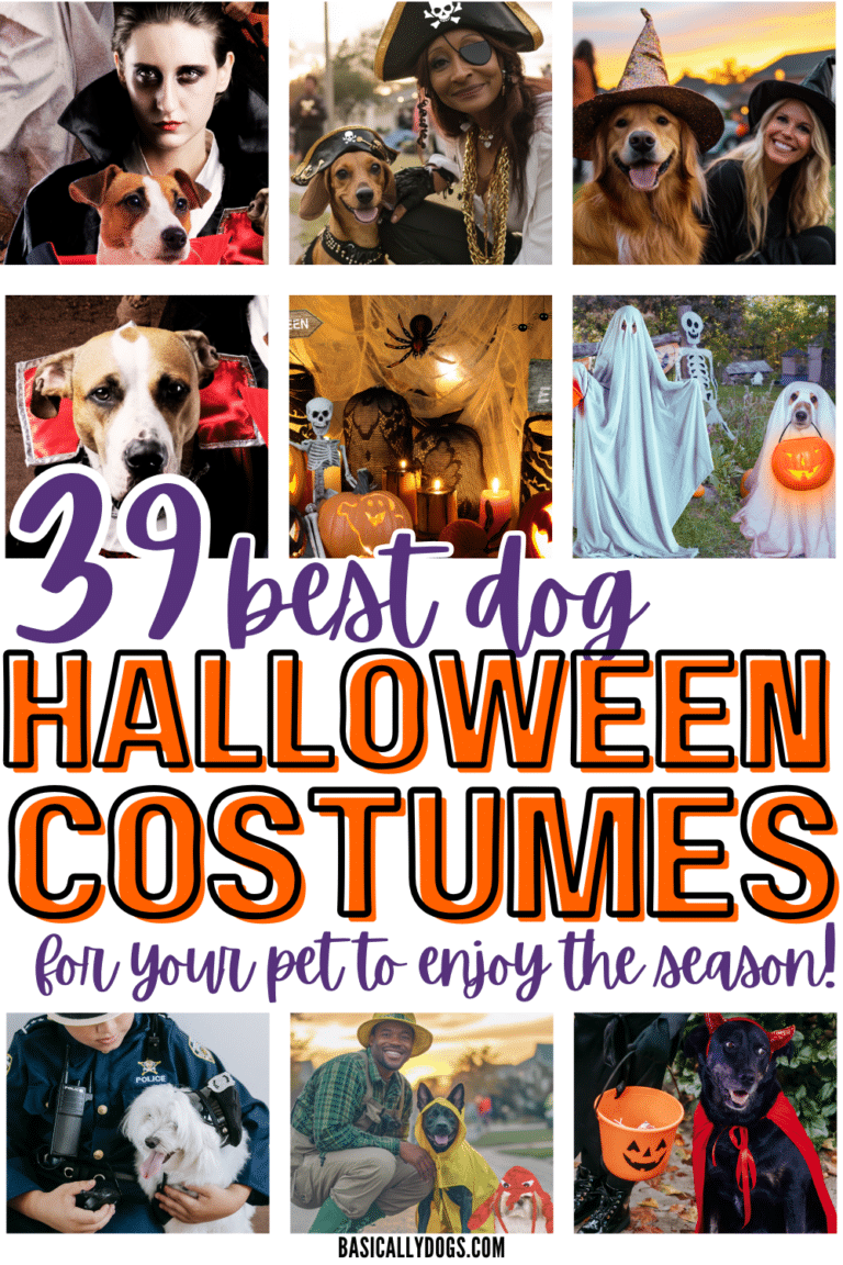 39 Best Dog Halloween Costumes for Your Pet - Basically Dogs