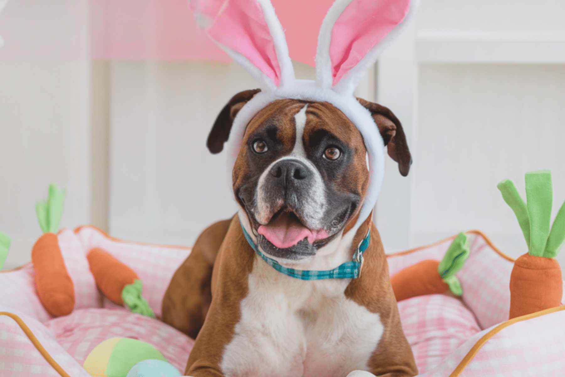Easter Dog Photoshoot Ideas to Create Adorable Pet Memories - Basically ...