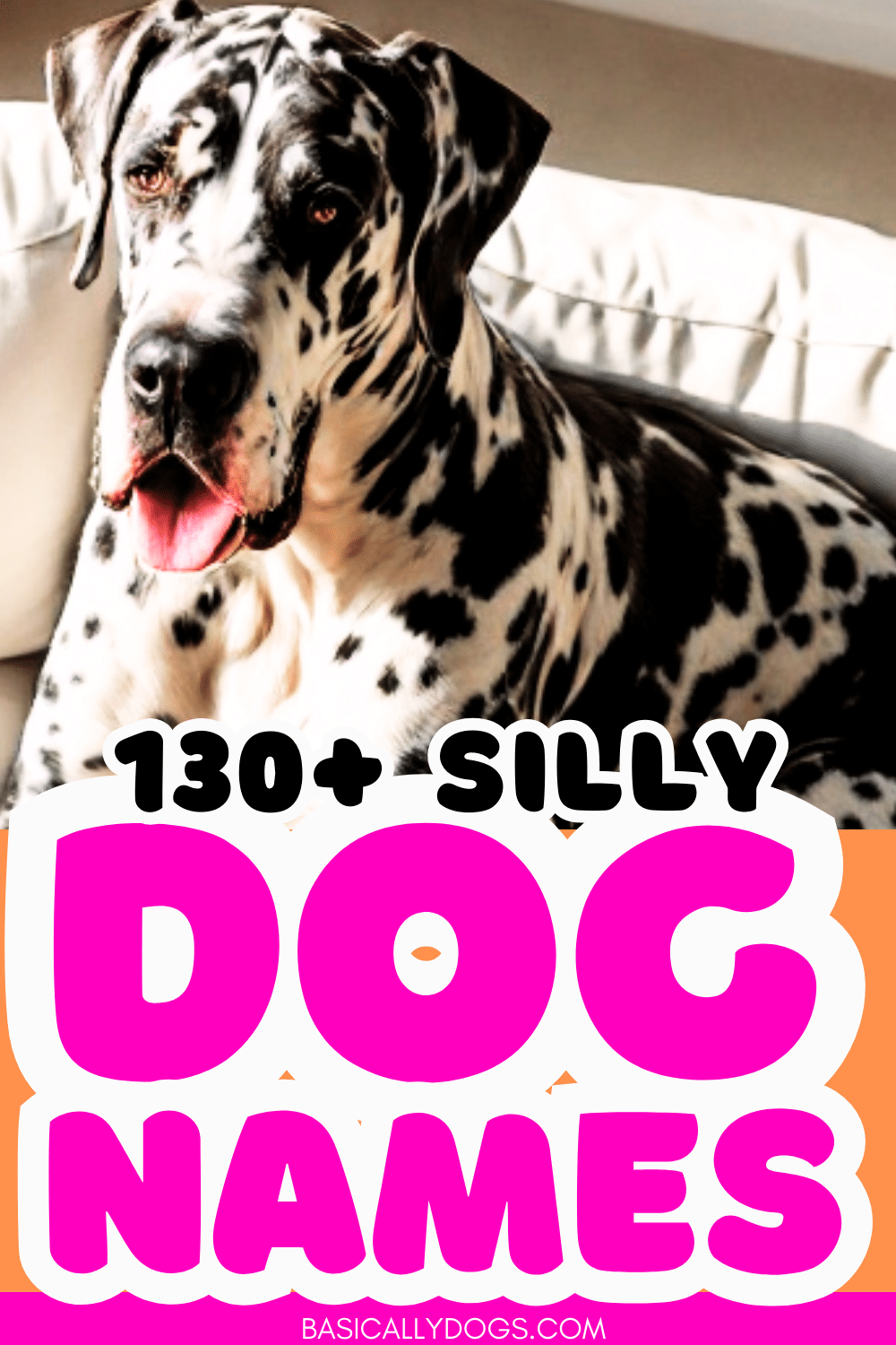 130+ Silly Dog Names That Will Make You Smile - Basically Dogs