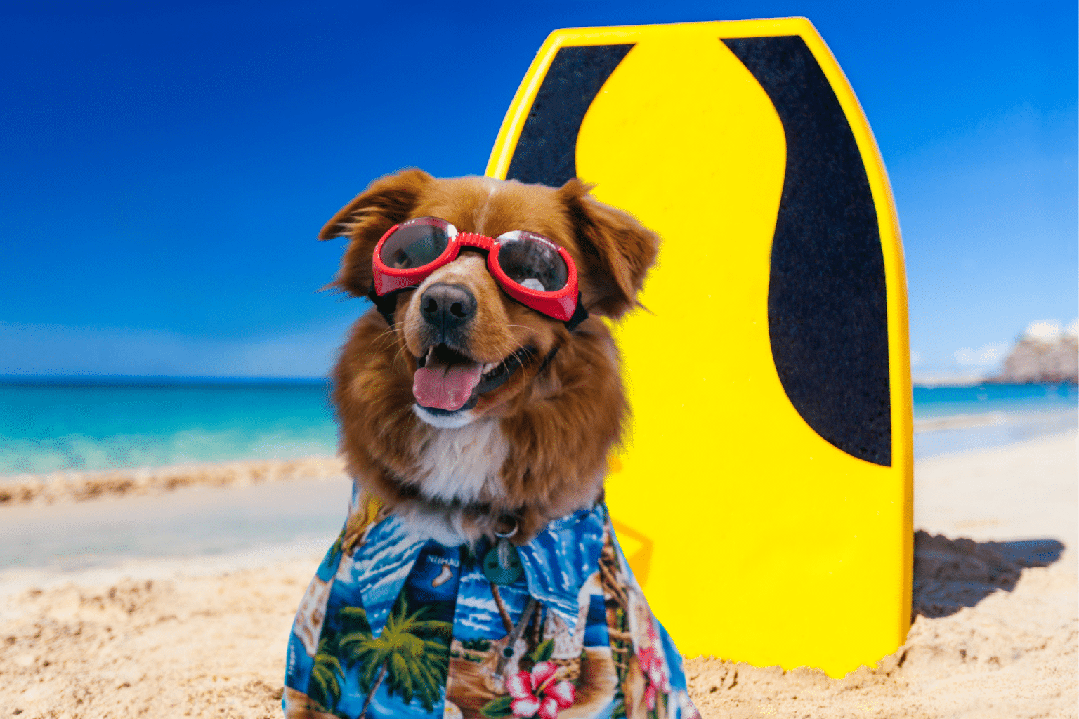 190+ Ultimate Dog Names List for Your New Best Friend - Basically Dogs