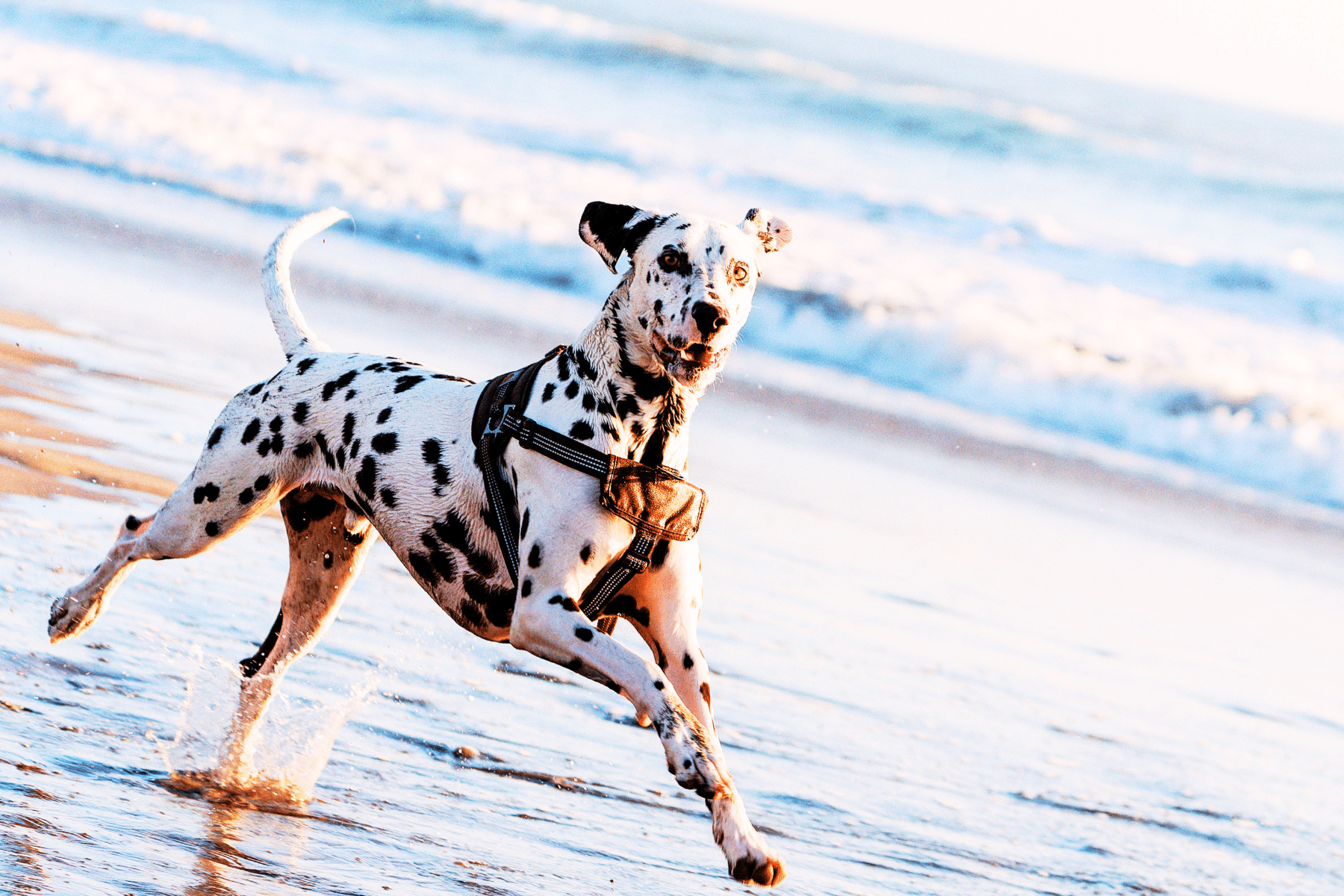 160+ Unique Beach Dog Names Inspired by Sun, Sand, and Sea - Basically Dogs