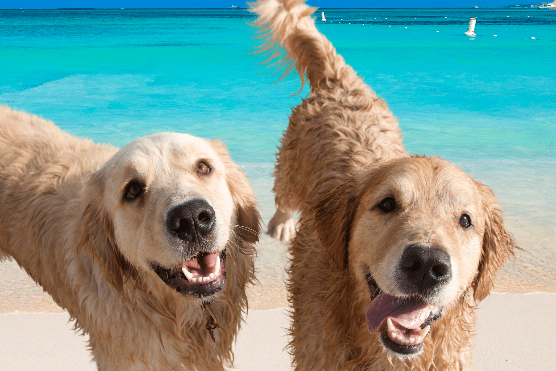 130+ Silly Dog Names That Will Make You Smile - Basically Dogs