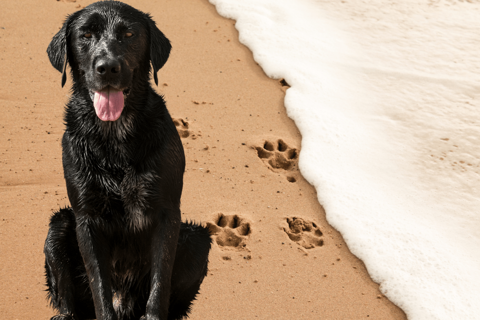 190+ Ultimate Dog Names List for Your New Best Friend - Basically Dogs