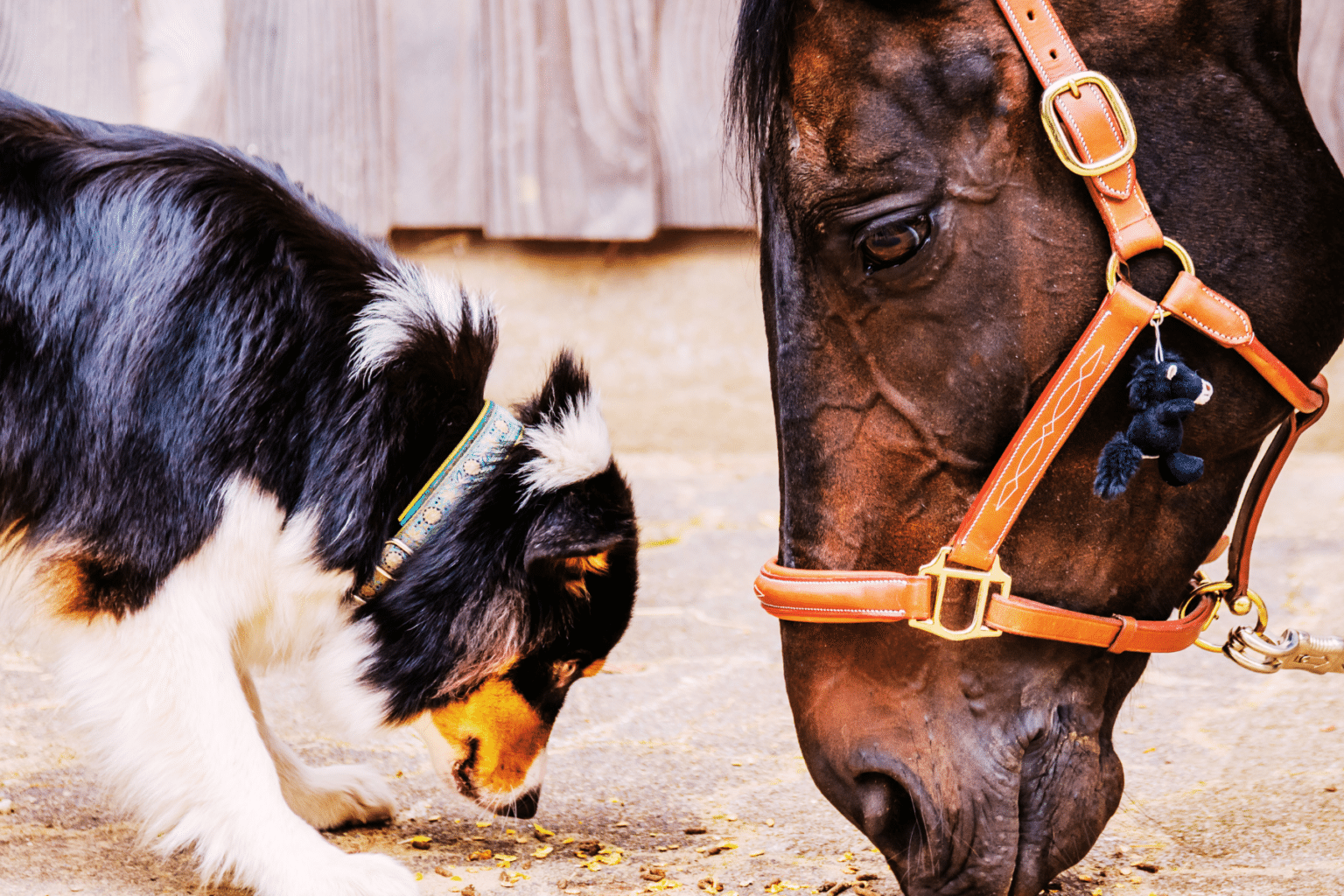 125-unique-farm-dog-names-that-reflect-personality-and-purpose
