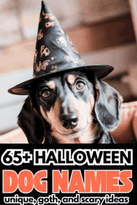 65+ Halloween Dog Names: Unique, Goth, and Scary Ideas for Your New ...