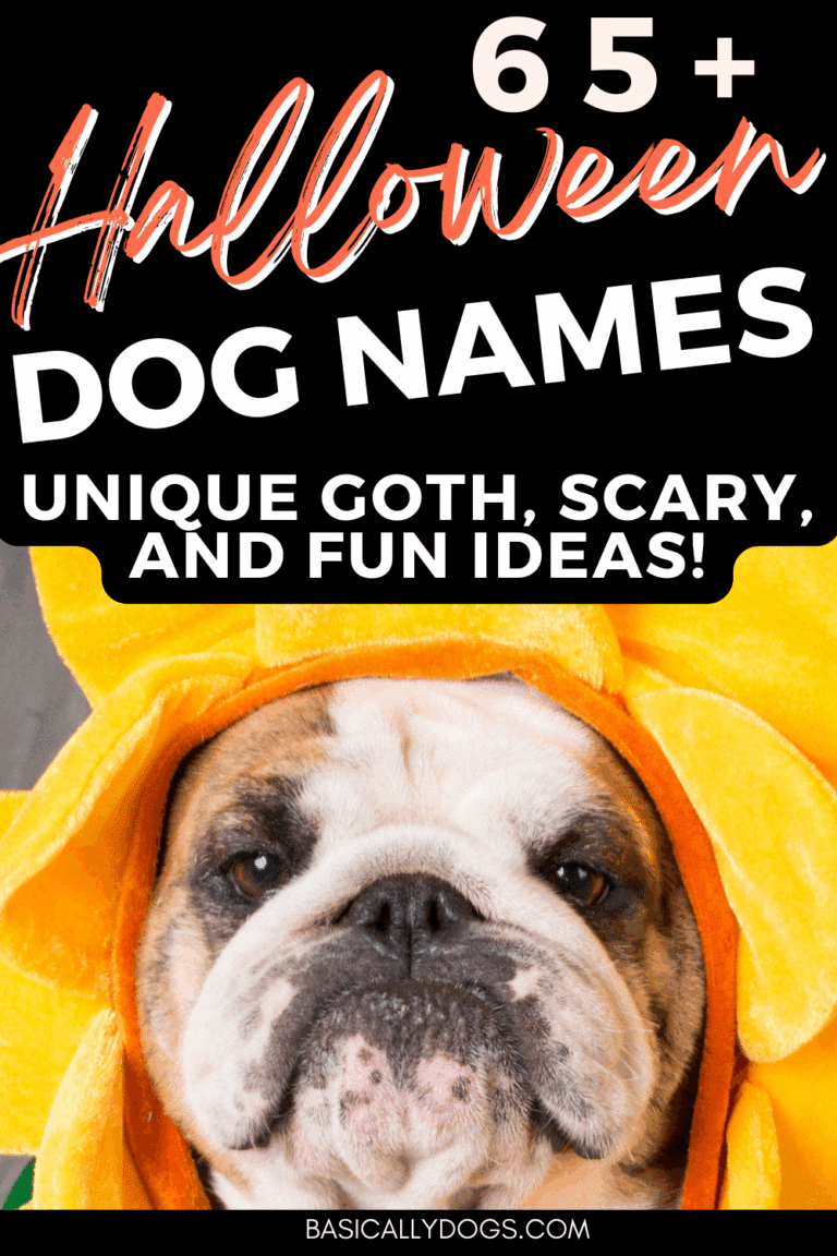 65+ Halloween Dog Names: Unique, Goth, and Scary Ideas for Your New ...