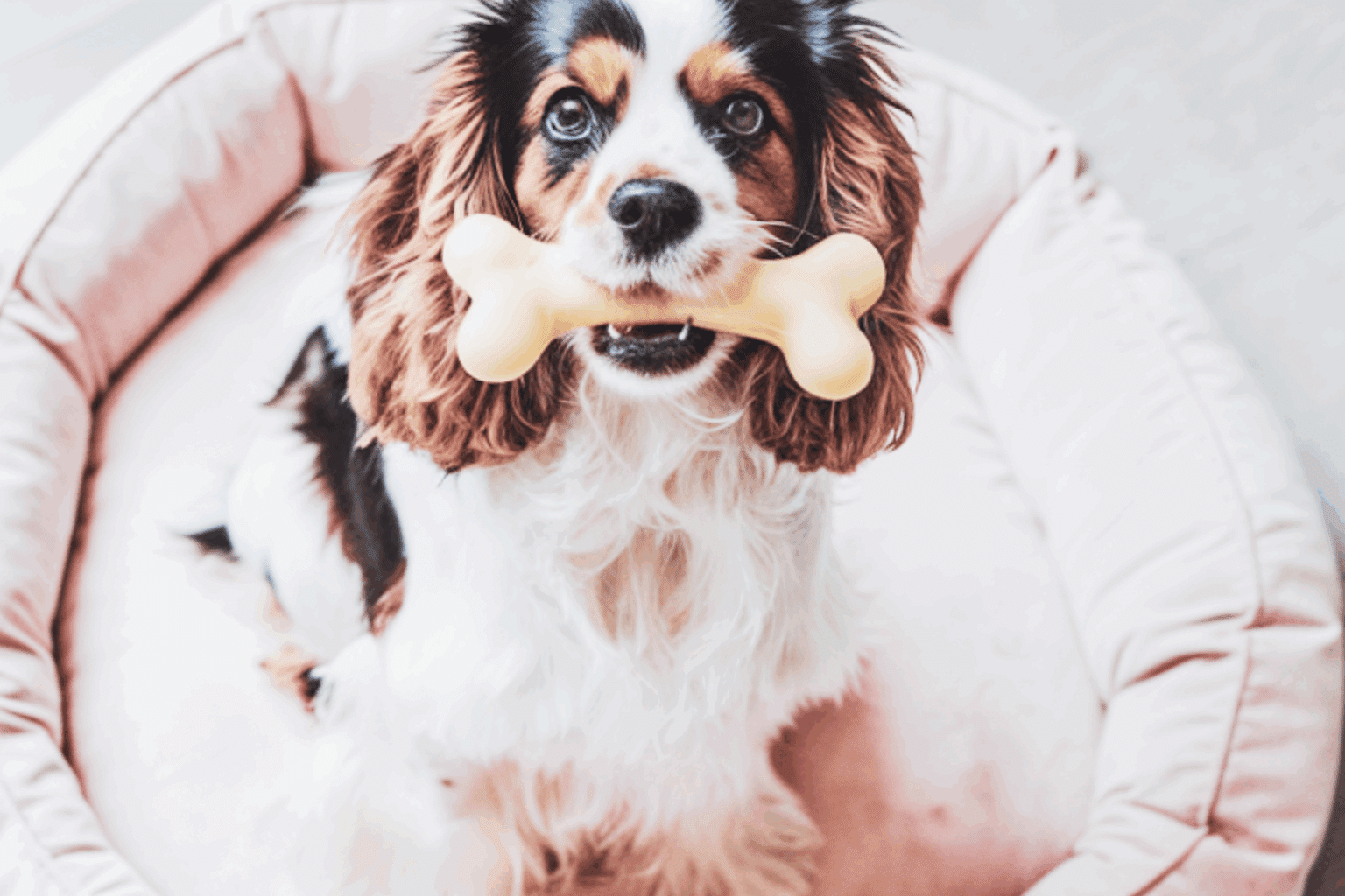 250+ Cute Dog Names: Ultimate List of Girl Dog Names and Boy Dog Names ...