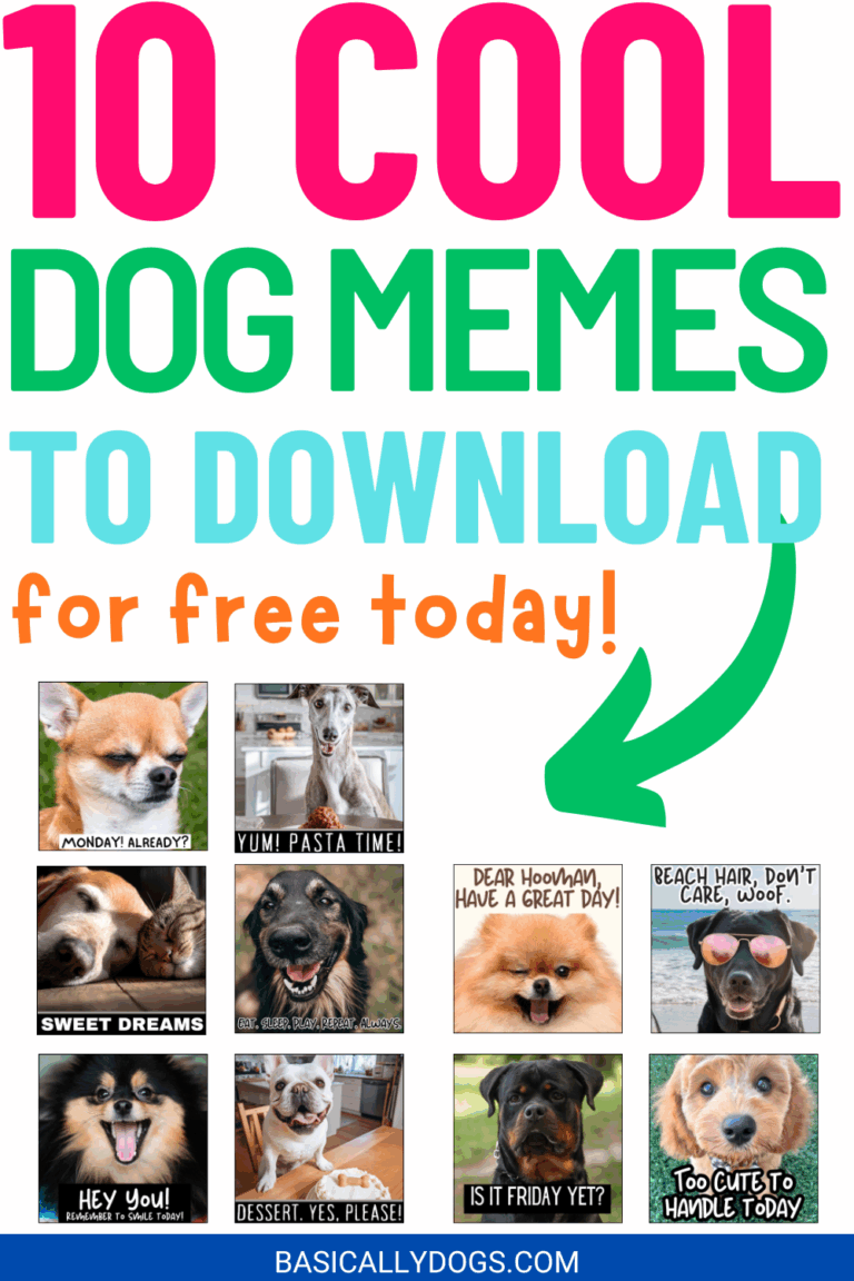 Dog Meme: Cute, Funny, and 10 Free Downloads to Use Today - Basically Dogs