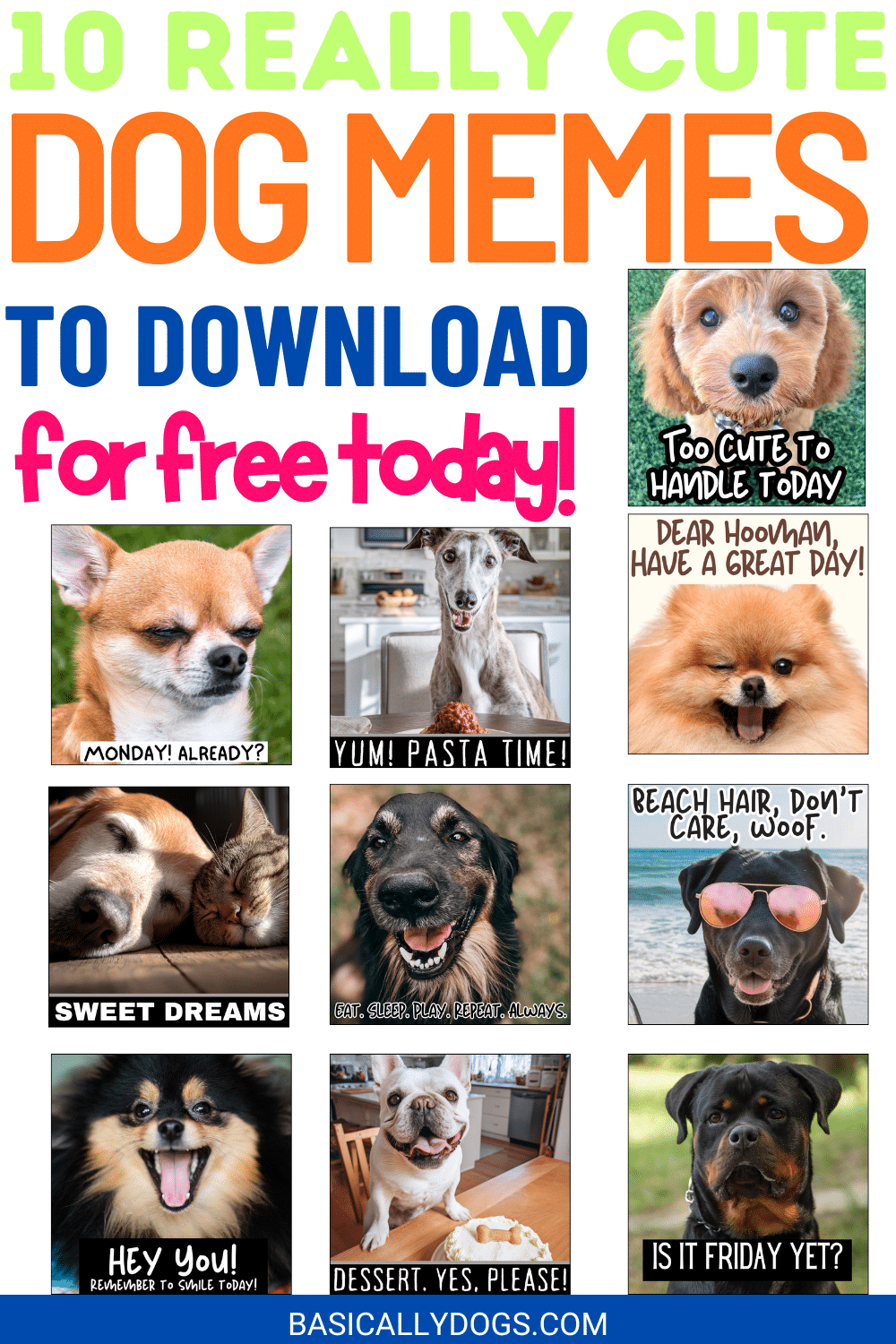 Dog Meme: Cute, Funny, and 10 Free Downloads to Use Today - Basically Dogs