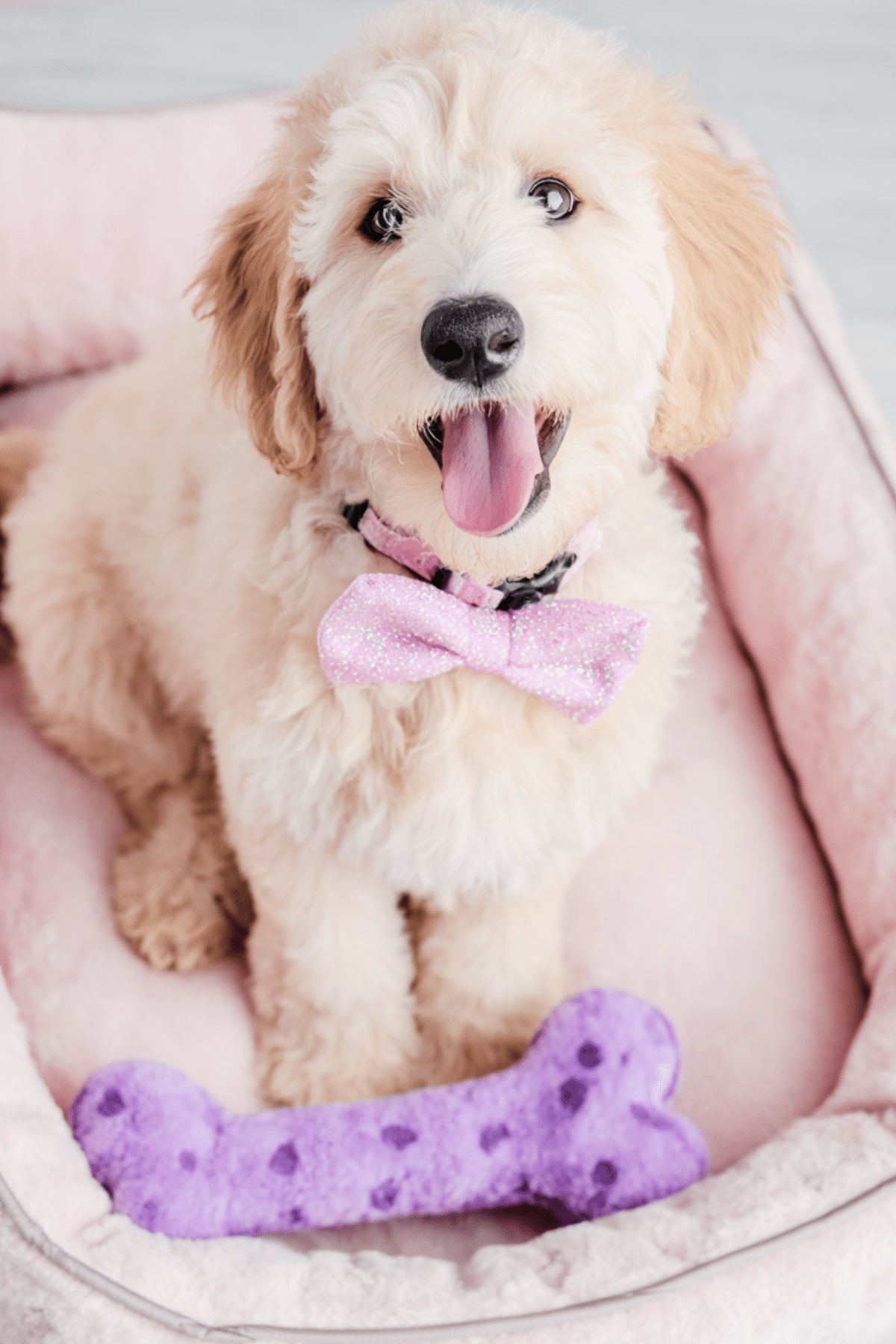 The Ultimate Guide to Choosing a Dog Collar: Cute, Cool, Luxury ...