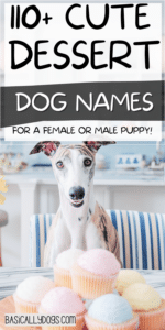 110+ Dessert Dog Names: Sweet, Cute, Unique, and Adorable - Basically Dogs