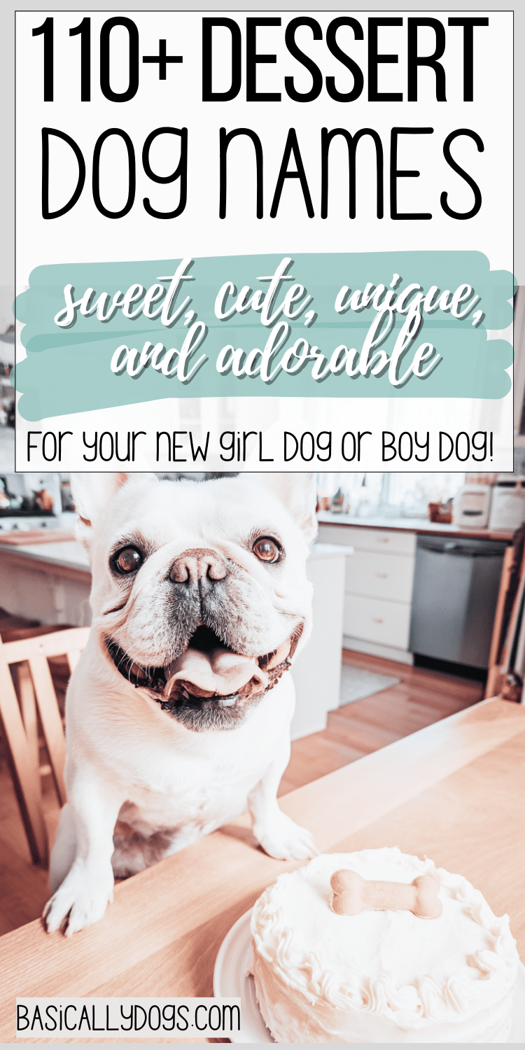 110+ Dessert Dog Names: Sweet, Cute, Unique, and Adorable - Basically Dogs