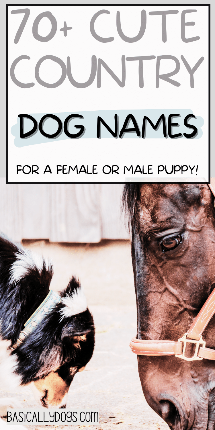70+ Country Dog Names: Strong, Cute, Unique, and Fun - Basically Dogs