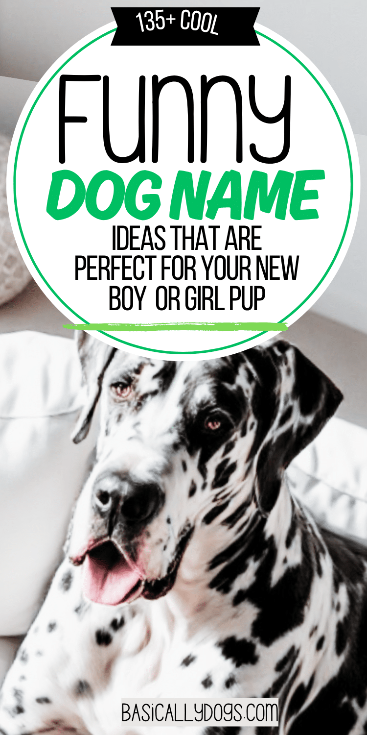 135+ Funny Dog Names: Unique, Cute, and Silly for a Boy or Girl ...