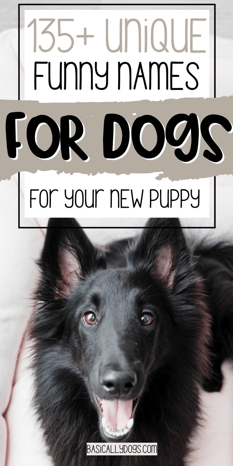 135+ Funny Dog Names: Unique, Cute, and Silly for a Boy or Girl ...